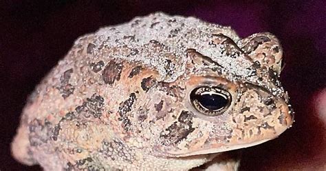 All Glory To The Hypnotoad Album On Imgur