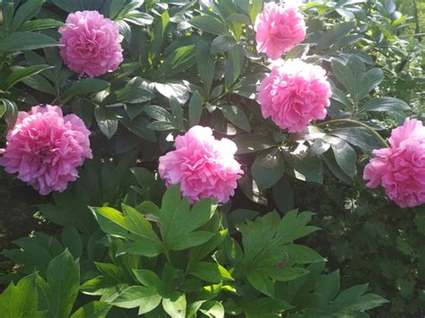 Paeonia ‘Carnation Bouquet’ - Садовые ноты