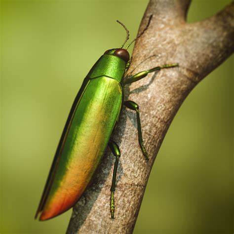 jewel beetle sidelity