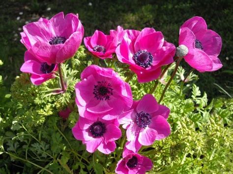 Anemone coronaria Sylphide - Anemone flowers. Bulbs, Deer-resistant ...
