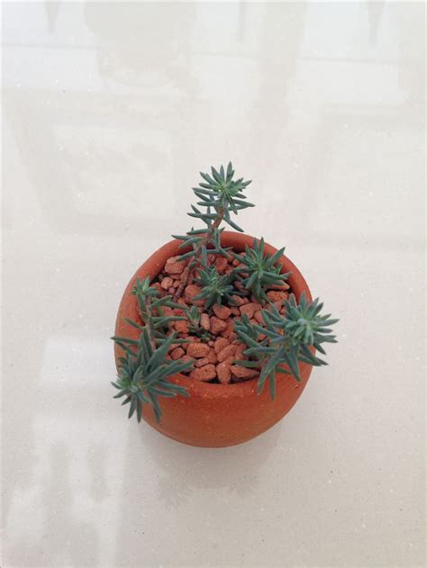 Sedum Reflexum Blue Spruce Sedum Planter Pots Blue Spruce