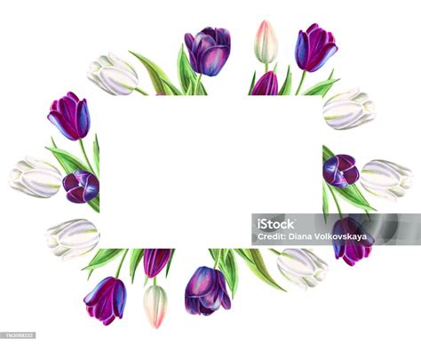 아름다운 흑백 튤립 텍스트와 사진 프레임입니다 플로럴 컬렉션 마커 그리기 수채화 그림입니다 공간을 복사합니다 꽃다발 0명에 대한 스톡 벡터 아트 및 기타 이미지 Istock