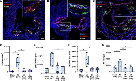 Aortic Plaque Platelet Adhesion Platelet Signaling And Inflammatory