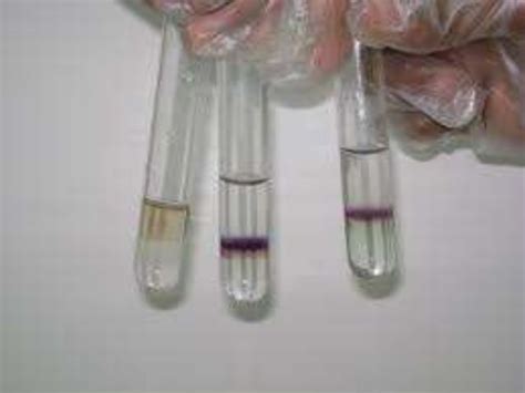 Exp9molisch Testpptx