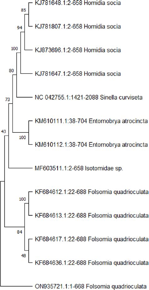 In The Phylogenetic Tree Bootstrap Values Are Displayed At The Forks