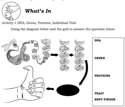 Solved 1 What Are The Roles Of Dna Genes And Proteins In Each Trait