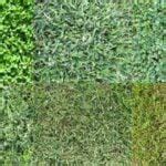 Best Types Of Grass For Your Lawn A Full Guide