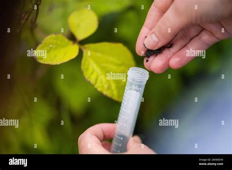 Australian Crop Research Hi Res Stock Photography And Images Alamy