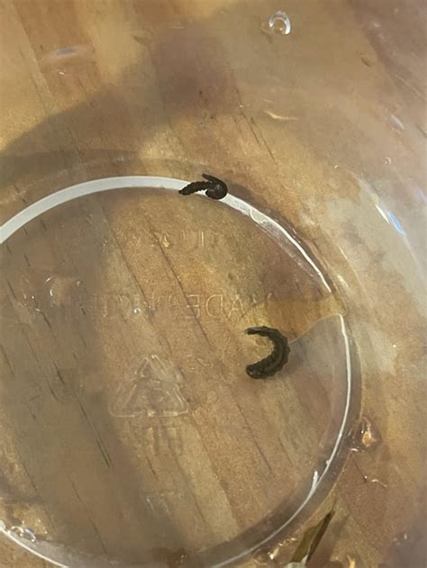 Flatworm And Snail Id Ranimalid