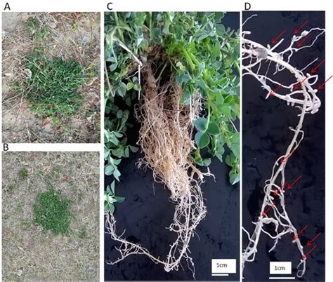 Full Article Temporal Dynamics And Variation In The Alfalfa Root