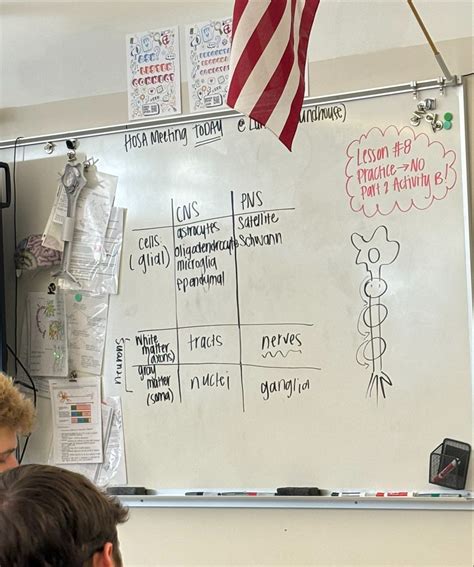 Neurons Neuroglia Diagram Diagram Quizlet