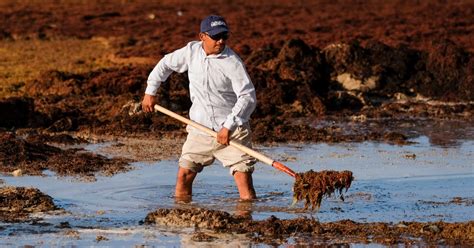 Huge Atlantic Seaweed Bloom Threatens Beaches In Florida Mexico