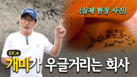 개미가 바글바글한 회사 다녀왔습니다 ㄷㄷ 개미 셀프 방역하는 법 알려드림 [ep 4 Before]ㅣ모든방역ㅣ개미 방역 Youtube