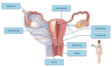 Anatomy Unit 5 Female Repro Mastering Flashcards Quizlet