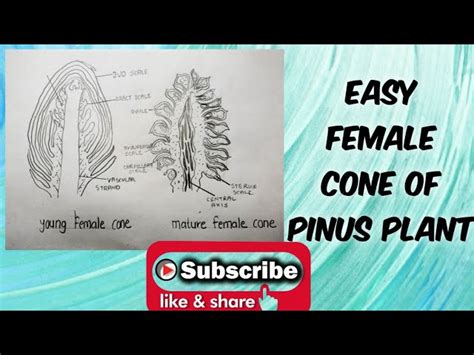 Pinus Male Cone Diagram Female Pine Cone Pinus Microbehunter
