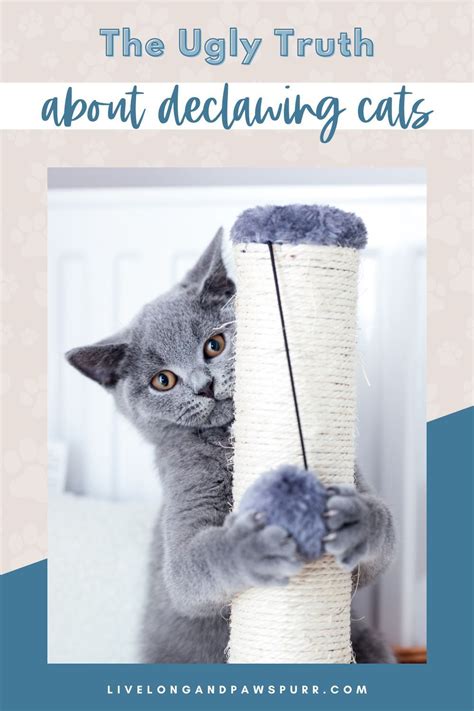 The Ugly Truth About Declawing Your Cats Artofit