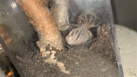Lasiodora Parahybana Sling Mid Molt R Tarantulas