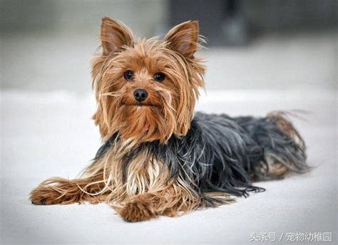 約克夏會閃動的寶石僅次于吉娃娃的迷你犬 每日頭條
