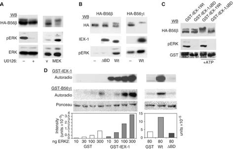 B56 Containing Pp2a Dephosphorylate Erk And Their Activity Is