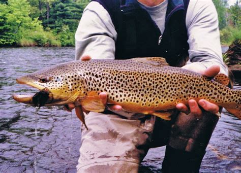 Trout Streamer Fishing Michigan Current Works Guide Service