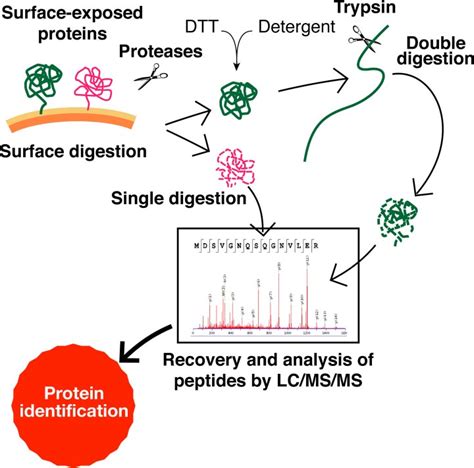 Representation Of The Proteomics Strategy Used To Identify