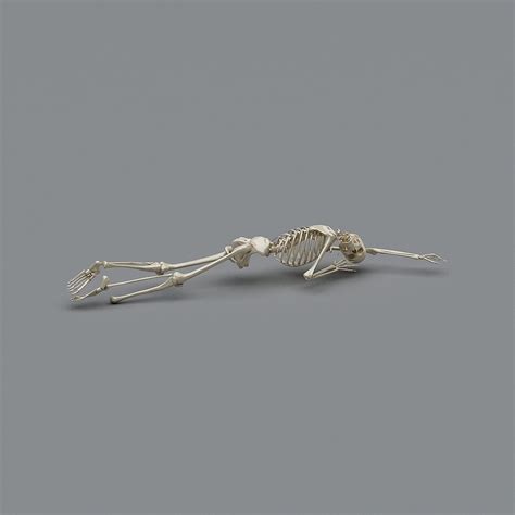 Animating Human Skeleton 3d Model