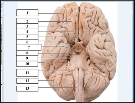 Anatomy Lab Final Part 3 Flashcards Quizlet