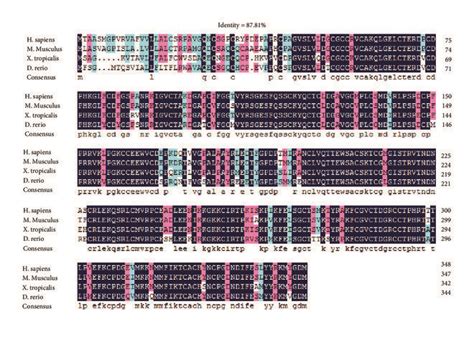 Multiple Sequence Alignment Of Ccn2 Proteins In Various Species The Download Scientific