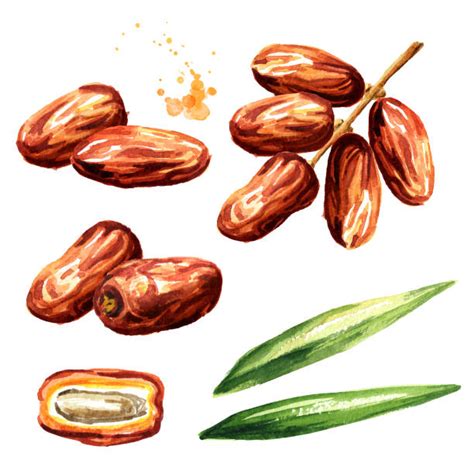 Datte Vectoriels Et Illustrations Libres De Droits Istock