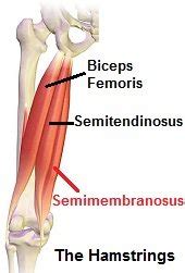 Semimembranosus Origin Insertion Function Stretching Exercise Mobile