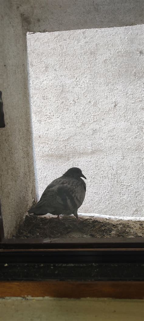 Grasul Asta Locuieste In Chirie Pe Gratis De Vreo 4 Saptamani La Geamul