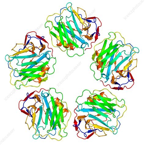 C Reactive Protein Molecular Model Stock Image F017 3772 Science