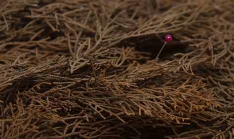 Finding A ‘needle In A Haystack With Electron Microscopy Elife Science Digests Elife