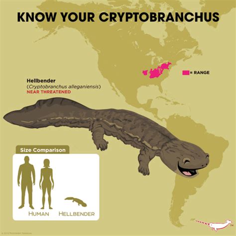 Hellbender Salamander Range