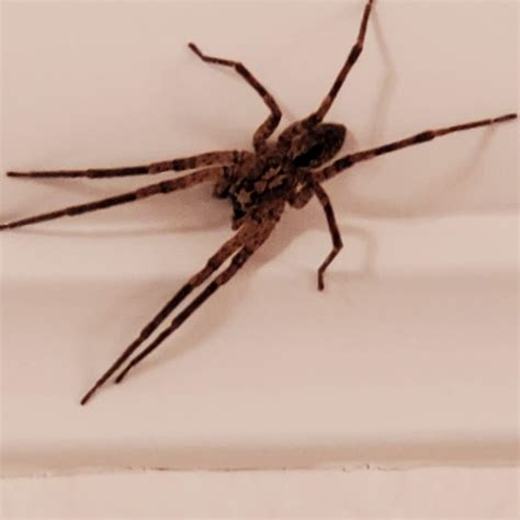 Collection 105 Pictures Brown Spider With Long Legs And Small Body