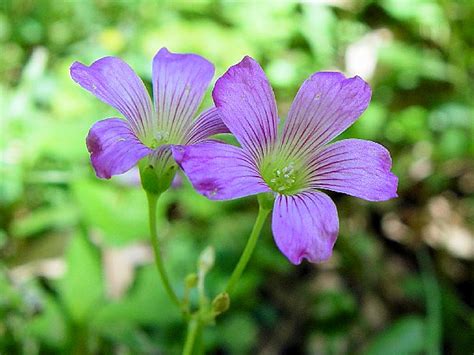 ムラサキカタバミ 紫片喰 Violet woodsorrel Oxalis corymbosa 旅先で出逢った花や樹木たち