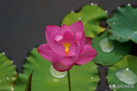 早秋藕花詩詞五首新秋折藕花秋水藕花明 每日頭條