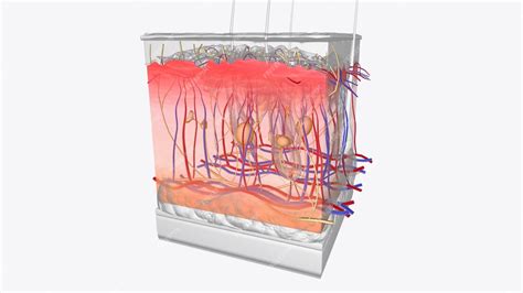 Premium Photo The Dermis Is A Connective Tissue Layer Sandwiched Between The Epidermis And