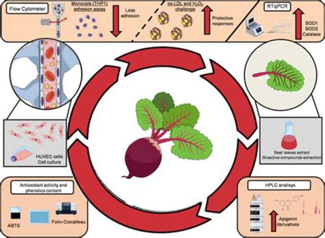 甜菜叶提取物对体外内皮细胞氧化应激的保护作用 Phytotherapy Research X MOL