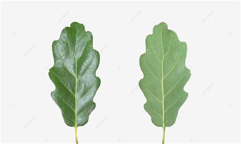 Gambar Eichen Png Vektor Psd Dan Clipart Dengan Background Transparan Untuk Download Gratis