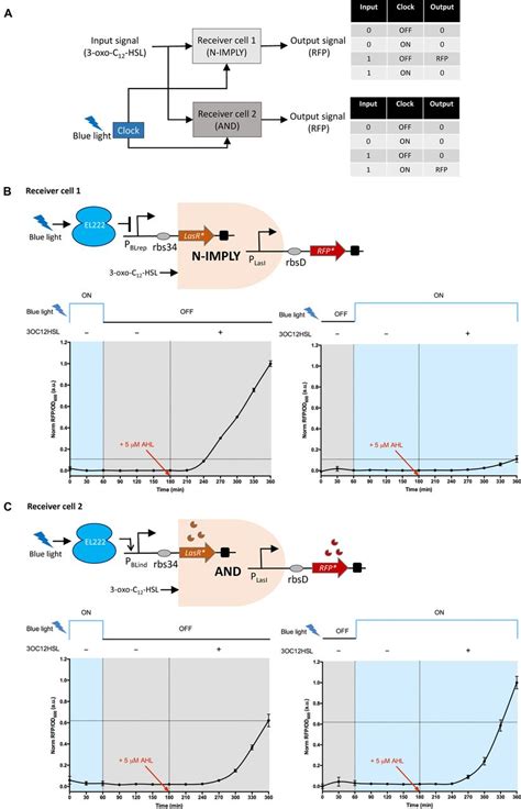 Optogenetic Synchronization Of Two Receiver Cells Performing A Modular