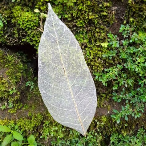 A Ficus Bodhi Leaf On Moss Stock Image Image Of Green 266185789