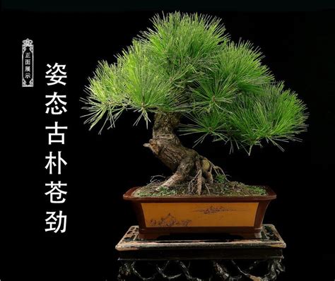 日本系鱼川真柏盆景 盆景 中国古风图片大全 古风家