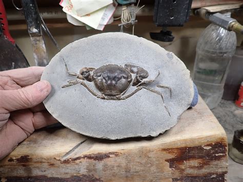 Rbs Fossil Crab Prep Thread Page 11 Fossil Preparation The Fossil Forum