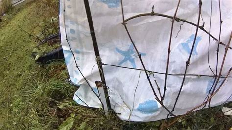 Как обрезать виноградную лозу осенью Плохое вызревание лозы Смотреть онлайн в поиске Яндекса