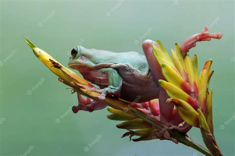 Premium Photo Dumpy Frog Litoria Caerulea On Branch Dumpy Frog On Branch With Isolated Background