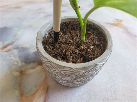 How To Propagate Pothos Step By Step Guide With Pictures