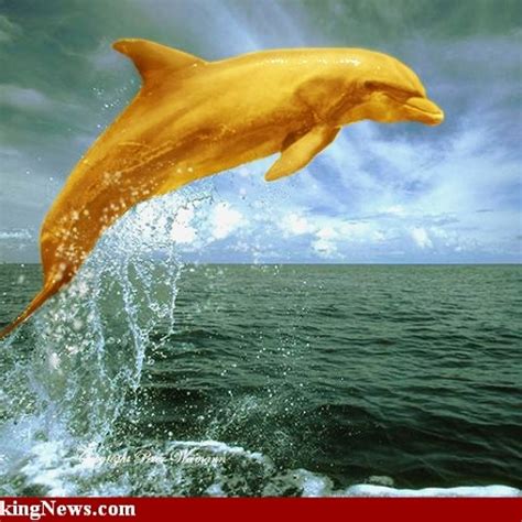 Yellow Dolphins