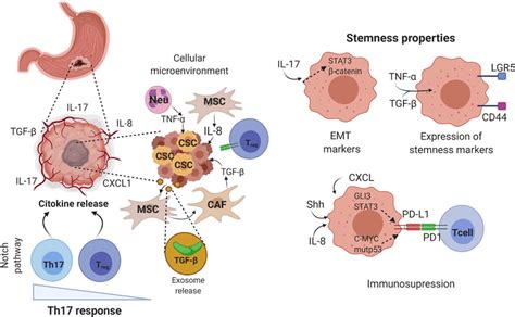 Stemness Related Signaling Pathways Stimulated By The Immune