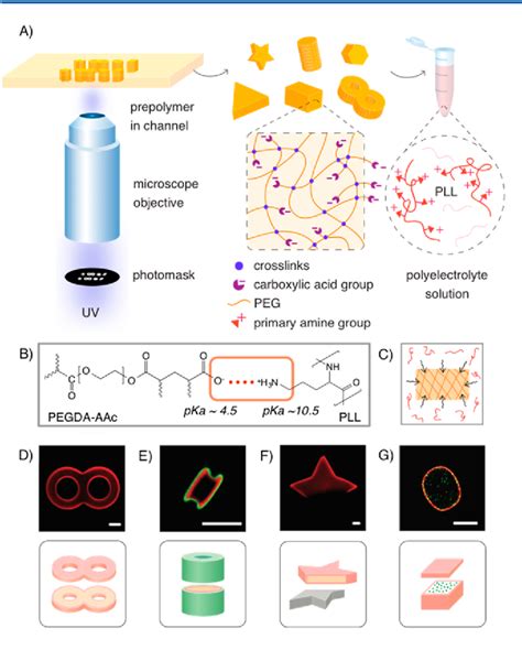Figure 1 From Synthesis Of Nonspherical Microcapsules Through Controlled Polyelectrolyte Coating